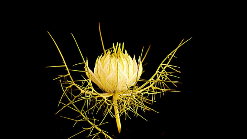 Nigella Sativa (Black) Seeds | Oasis Black Organic Botanical Skincare